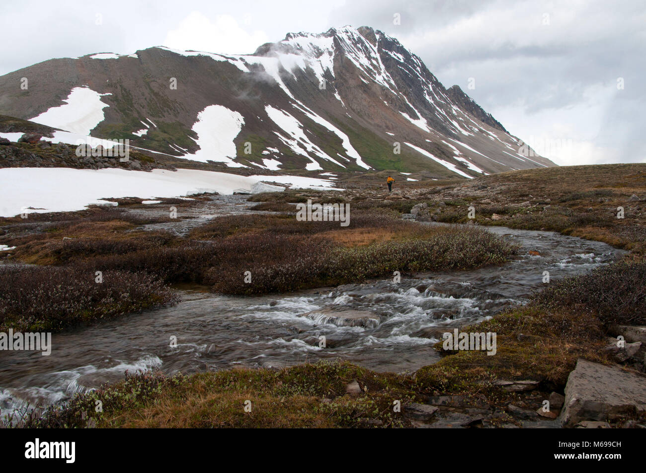 Wilcox Peak from Wilcox Pass Trail, Jasper National Park, AB Stock ...