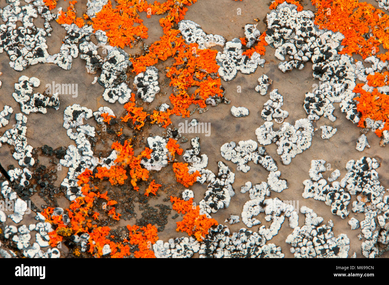 Alpine lichen along Wilcox Pass Trail, Jasper National Park, AB Stock ...