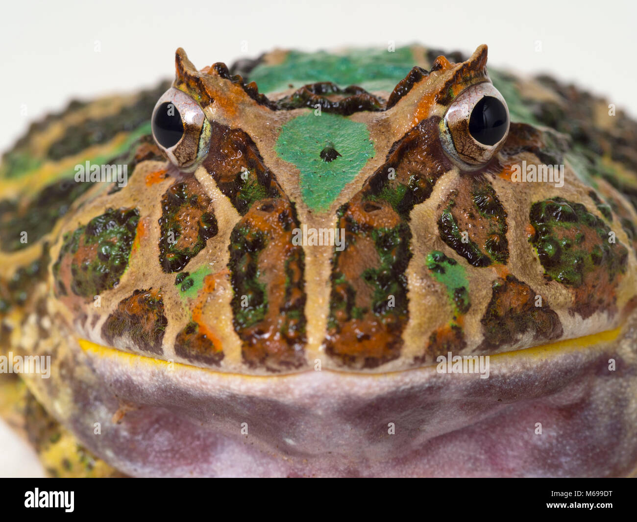 Brazil frog hi-res stock photography and images - Alamy