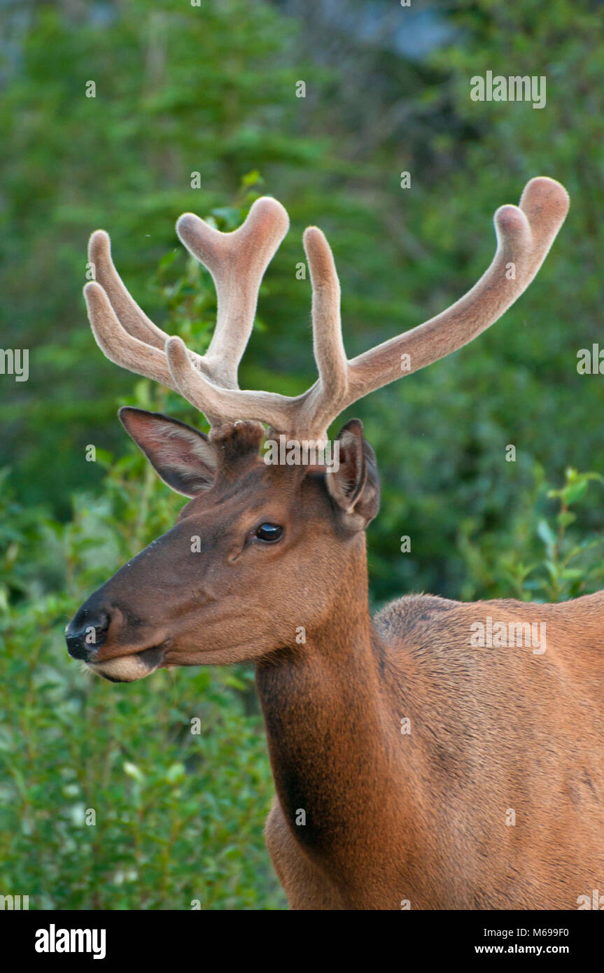 Elk jasper national park hi-res stock photography and images - Alamy