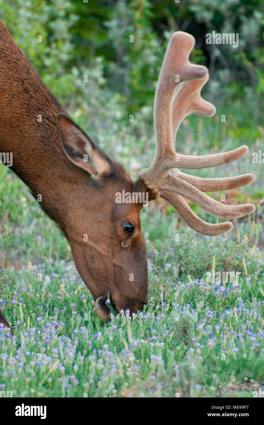 Elk jasper hi-res stock photography and images - Alamy