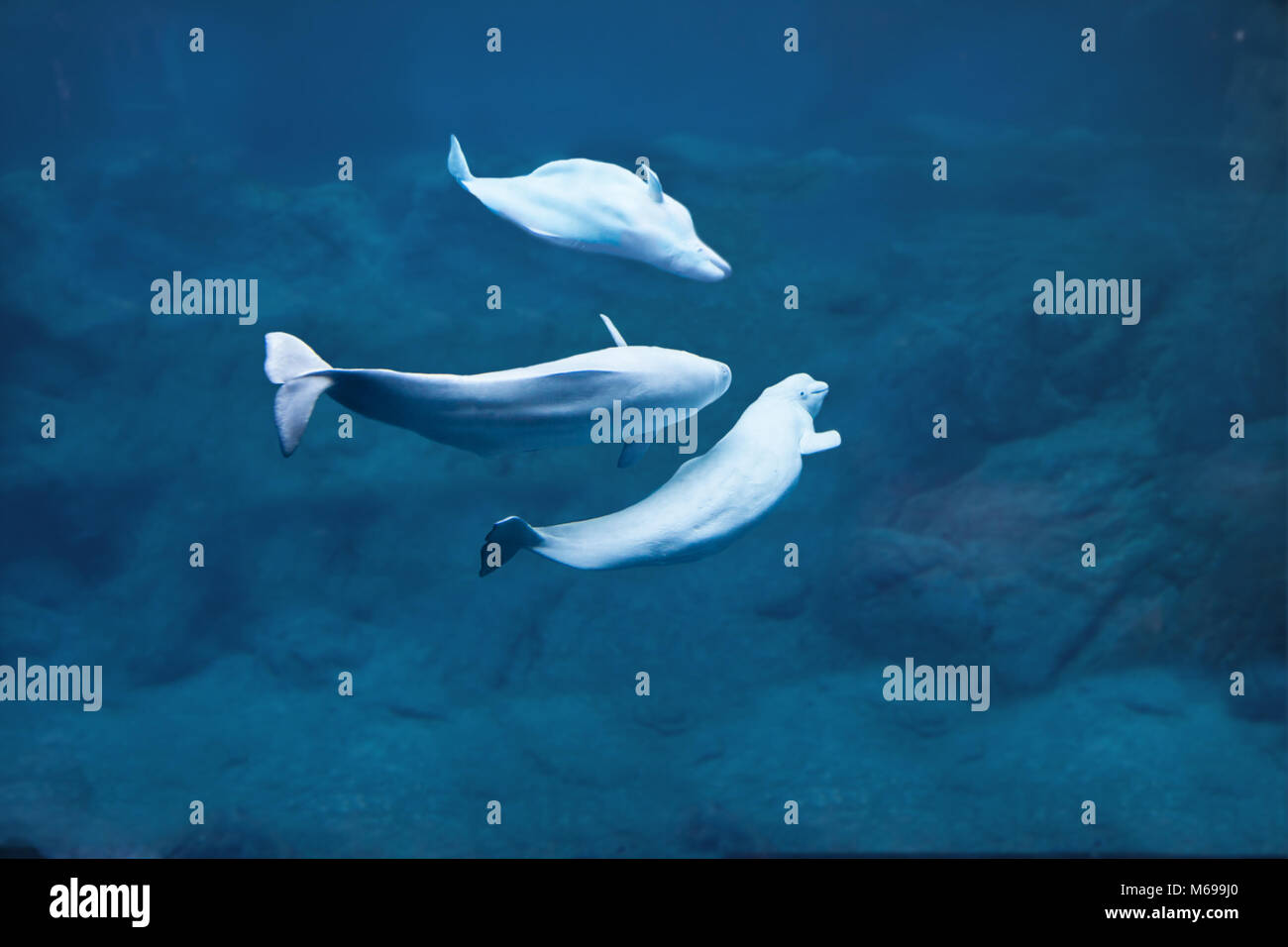 Beluga Whale Pod Archives Des Béluga Baleines En Direct