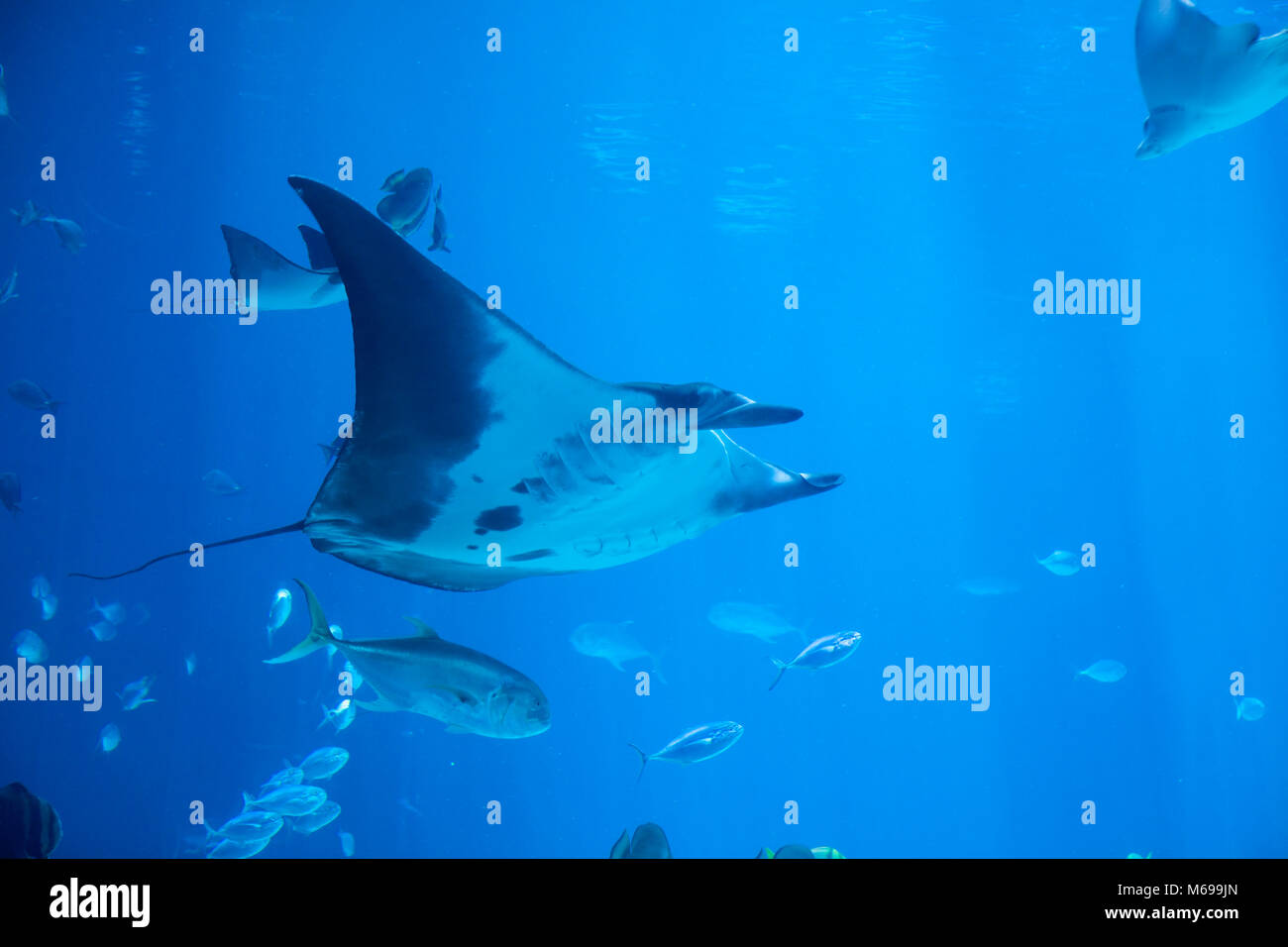 Underwater shot of manta ray, also known as the devil fish Stock Photo ...