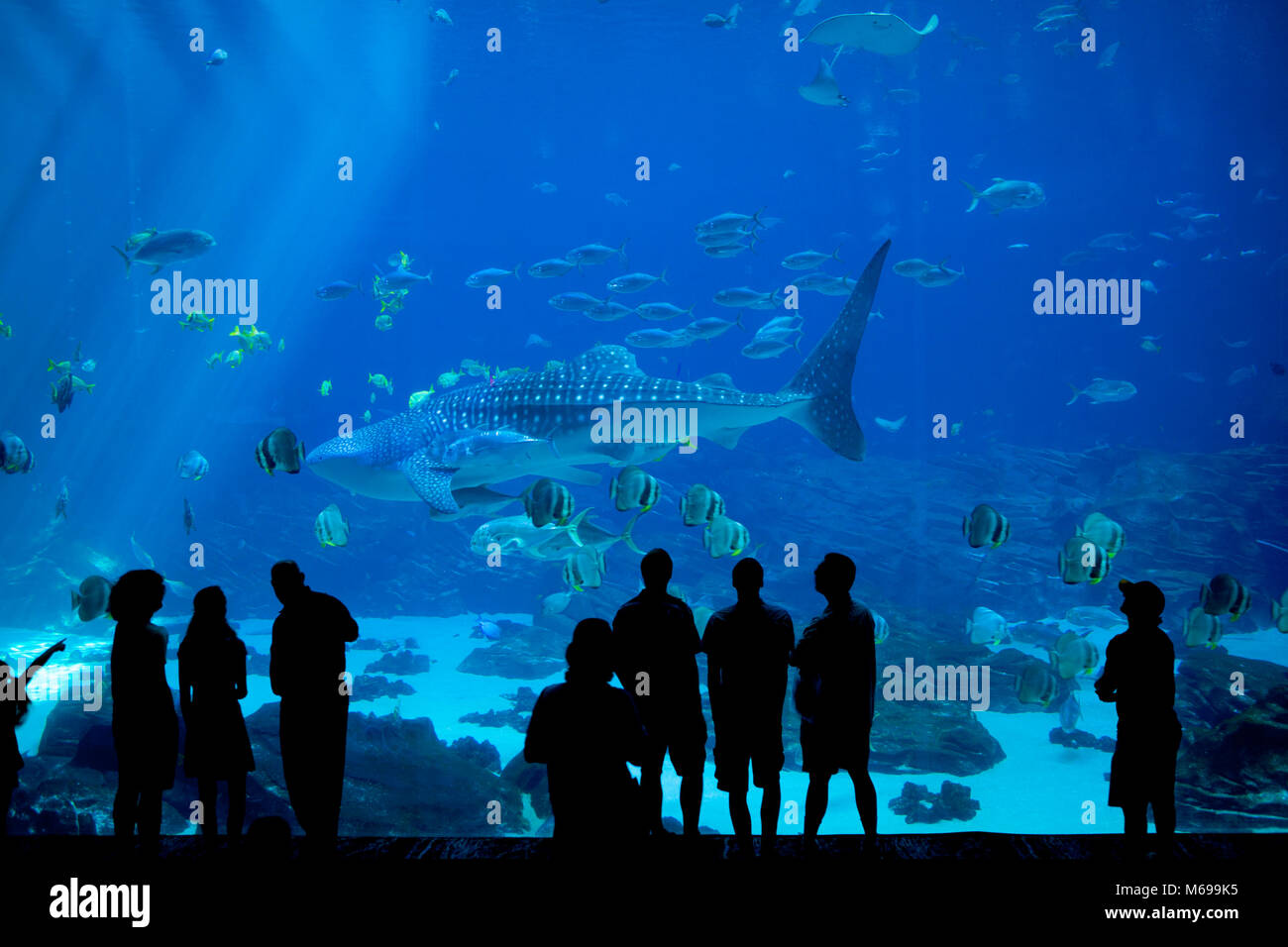 anonymous crowd look at fish through glass at large aquarium Stock ...