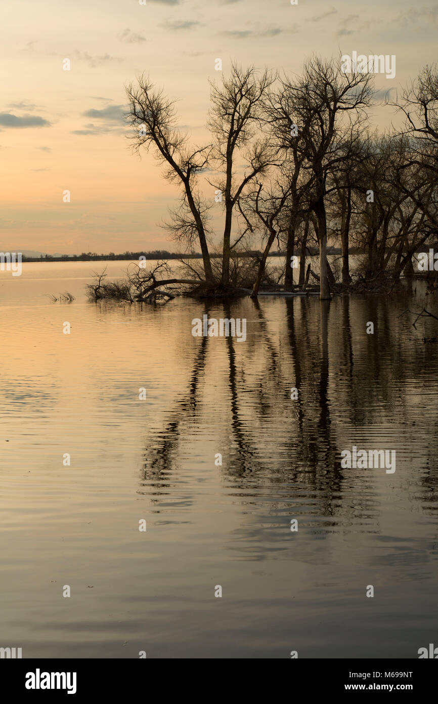 Cottonwood on Barr Lake along Neidrach Nature Trail, Barr Lake State ...