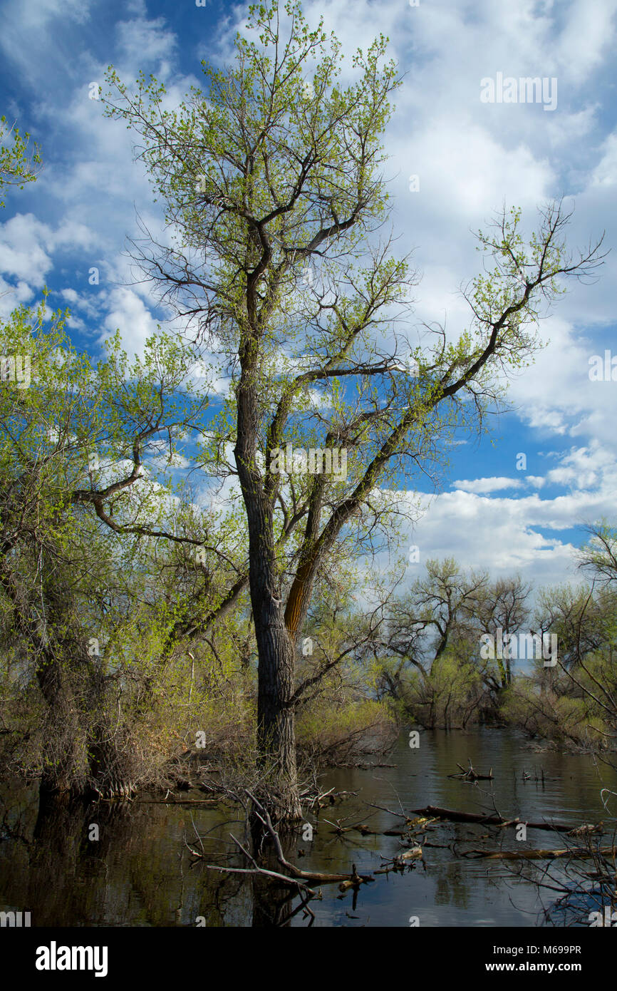 Cottonwoods on Barr Lake, Barr Lake State Park, Colorado Stock Photo ...