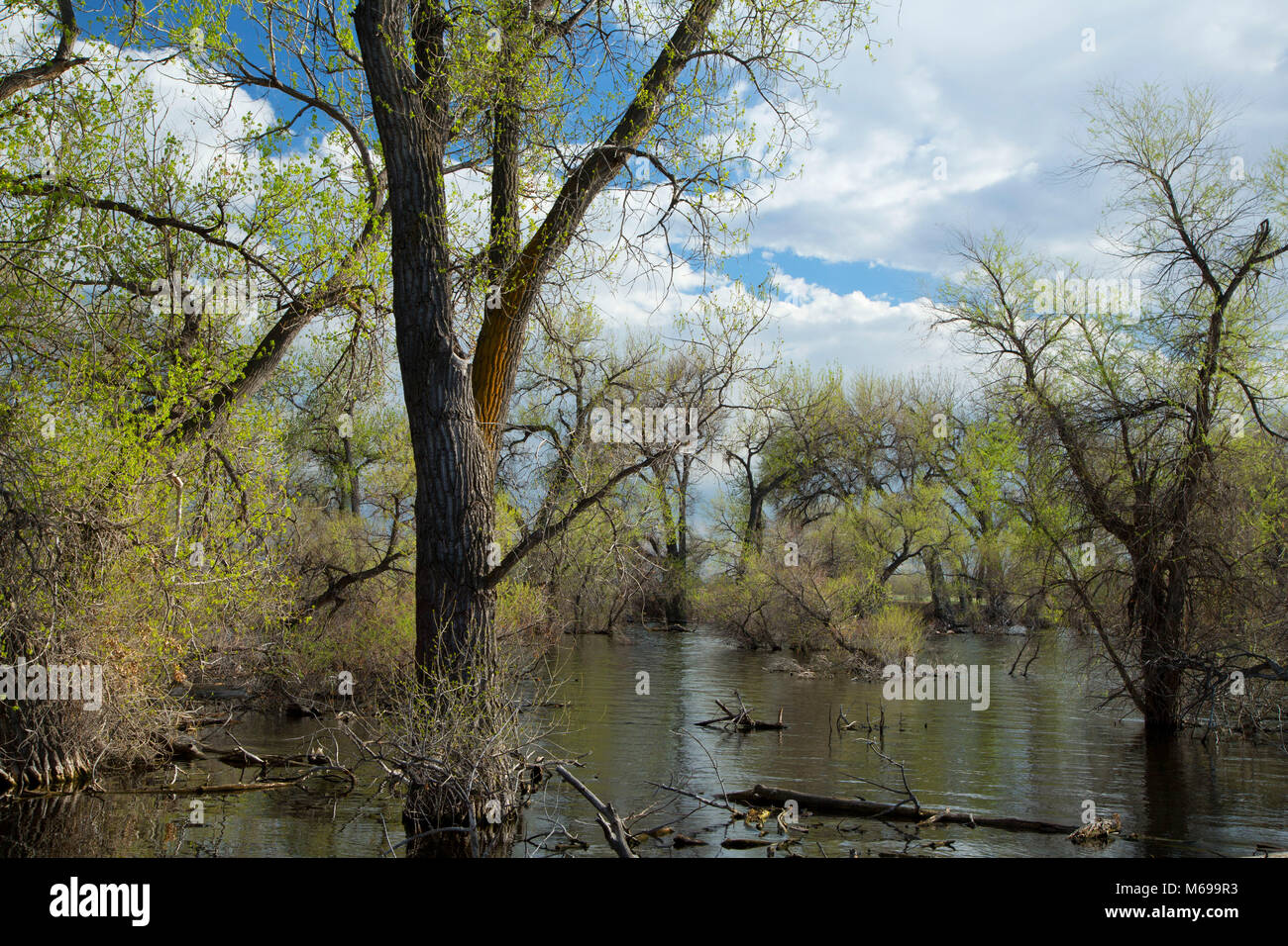 Cottonwoods on Barr Lake, Barr Lake State Park, Colorado Stock Photo ...