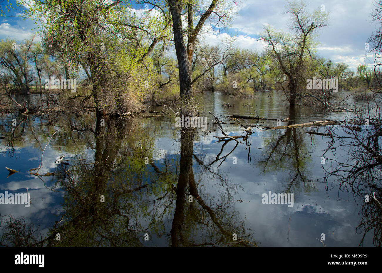 Cottonwoods on Barr Lake, Barr Lake State Park, Colorado Stock Photo ...