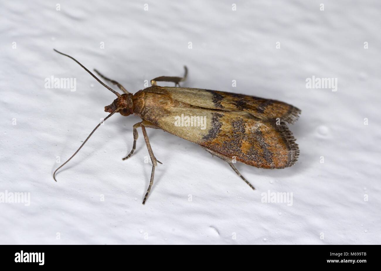 Moth of indian mealmoth or Indianmeal moth - Plodia interpunctella on ...