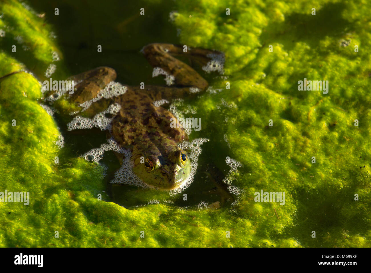 Algae Mountain High Resolution Stock Photography and Images - Alamy