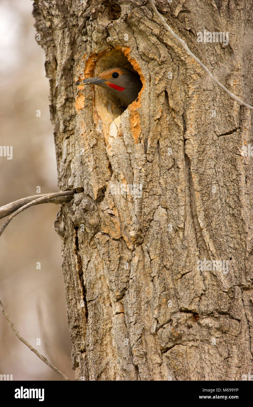 Northern flicker in nest hole, Rocky Mountain Arsenal National Wildlife ...