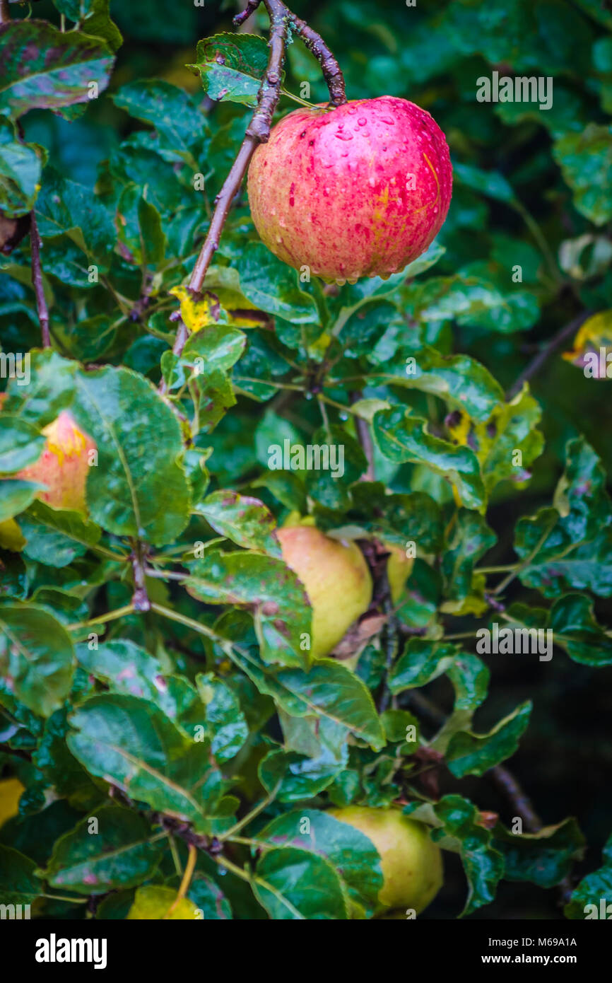 Jonathan sweet hi-res stock photography and images - Alamy