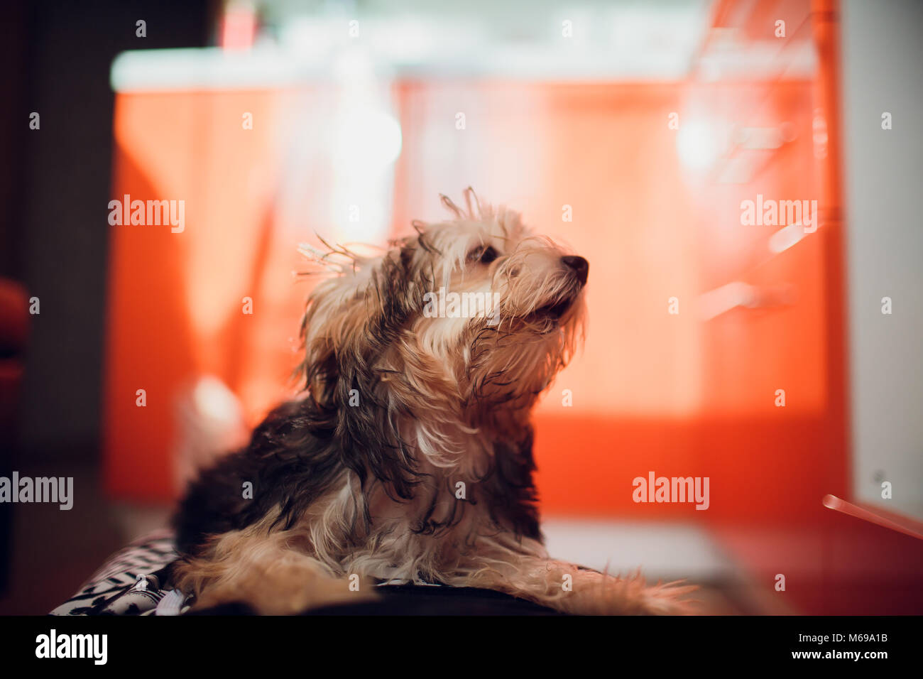 Yorkshire terrier sitting on the couch at home in the living room dog ...