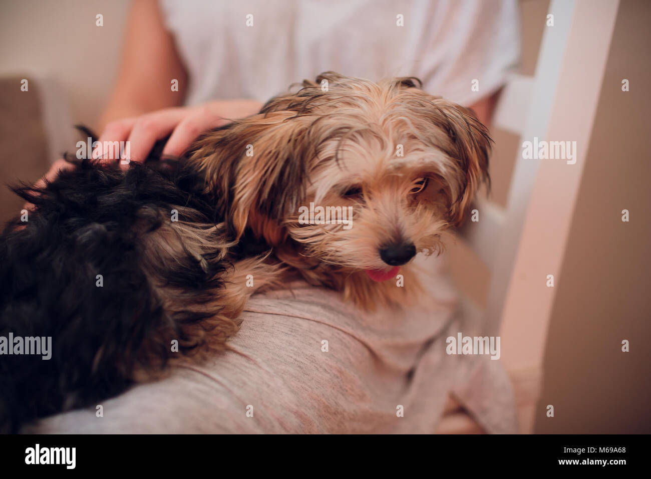 Yorkshire terrier sitting on the couch at home in the living room dog ...