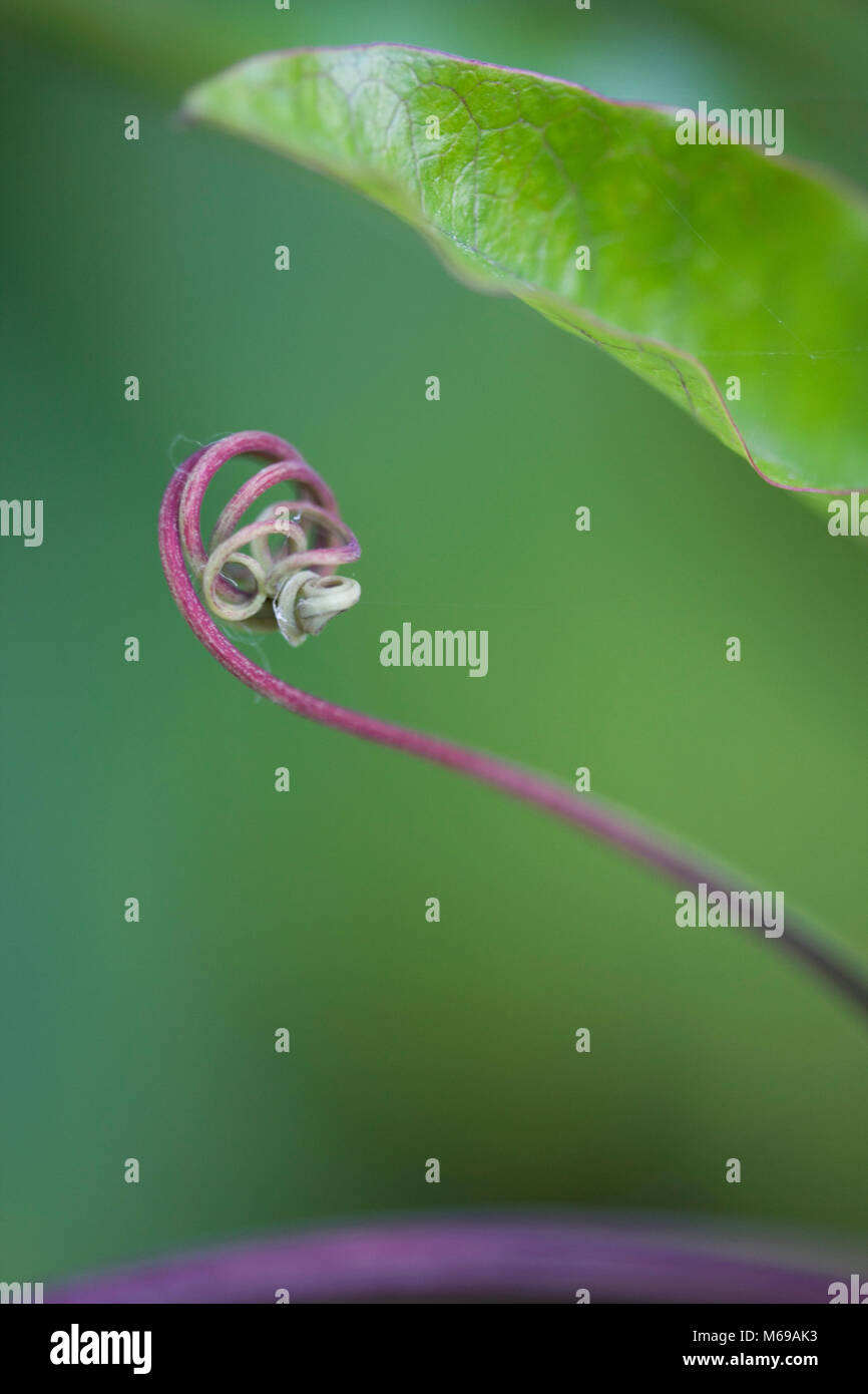 Curled leaf vines hi-res stock photography and images - Alamy