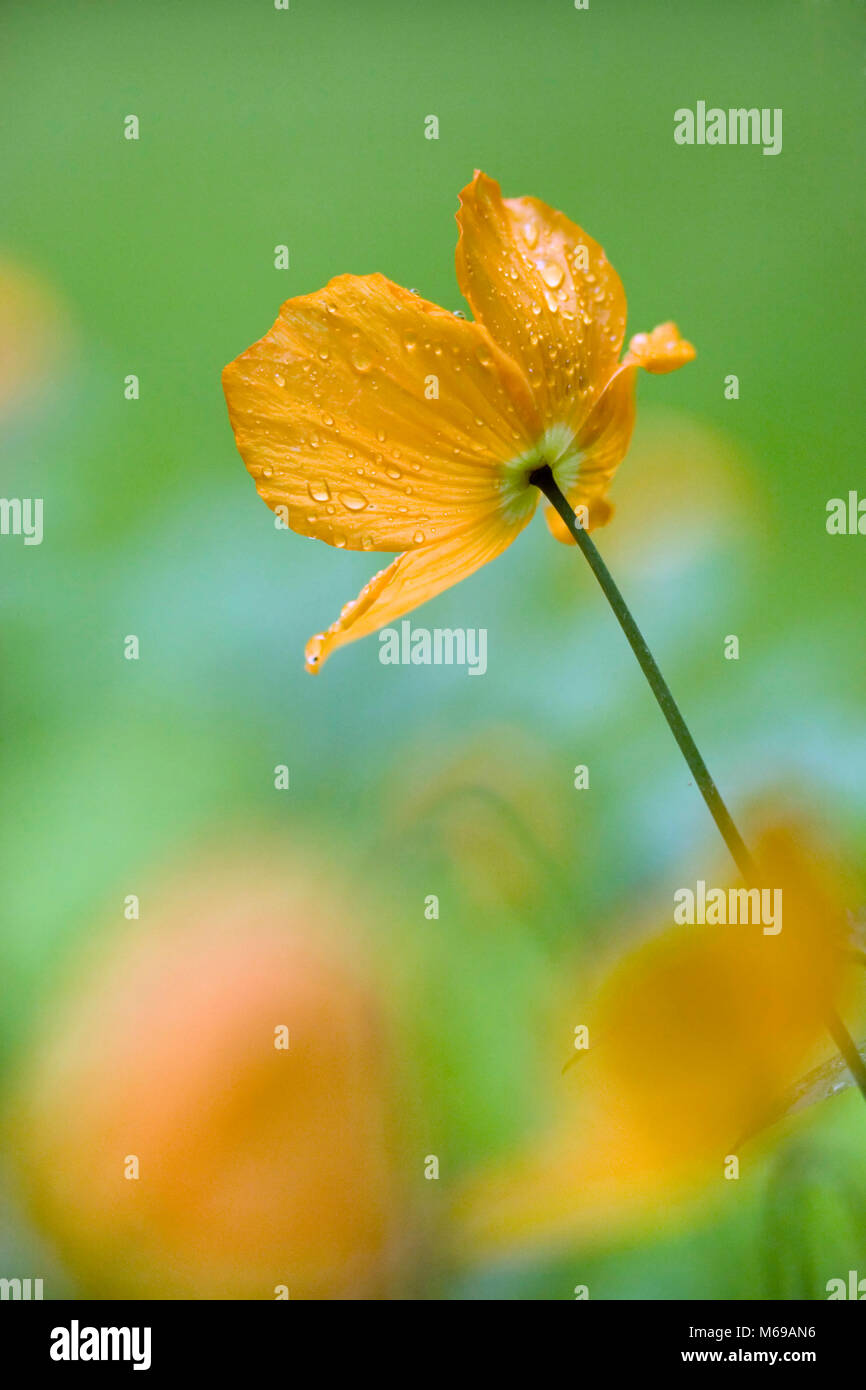 Orange poppy flower covered in water droplets after a summer rain ...