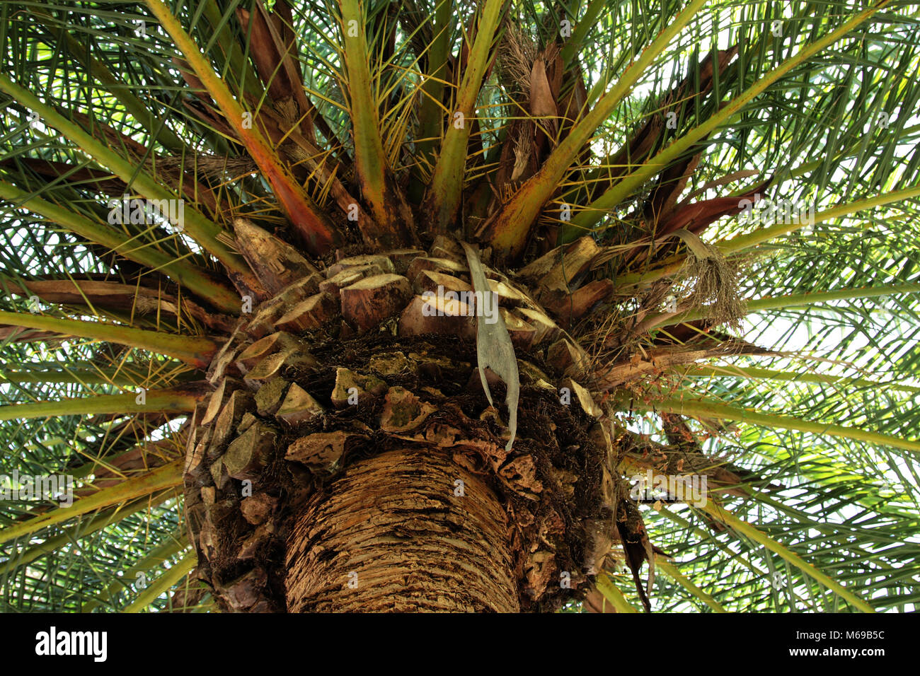 Palm Tree Crown on the Bright Sky Background Stock Photo - Alamy