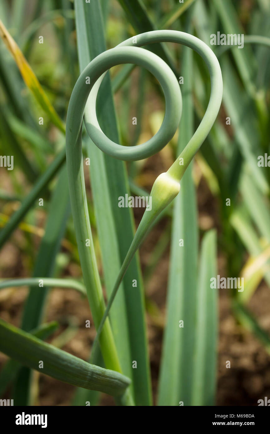 Garlic arrow hi-res stock photography and images - Alamy