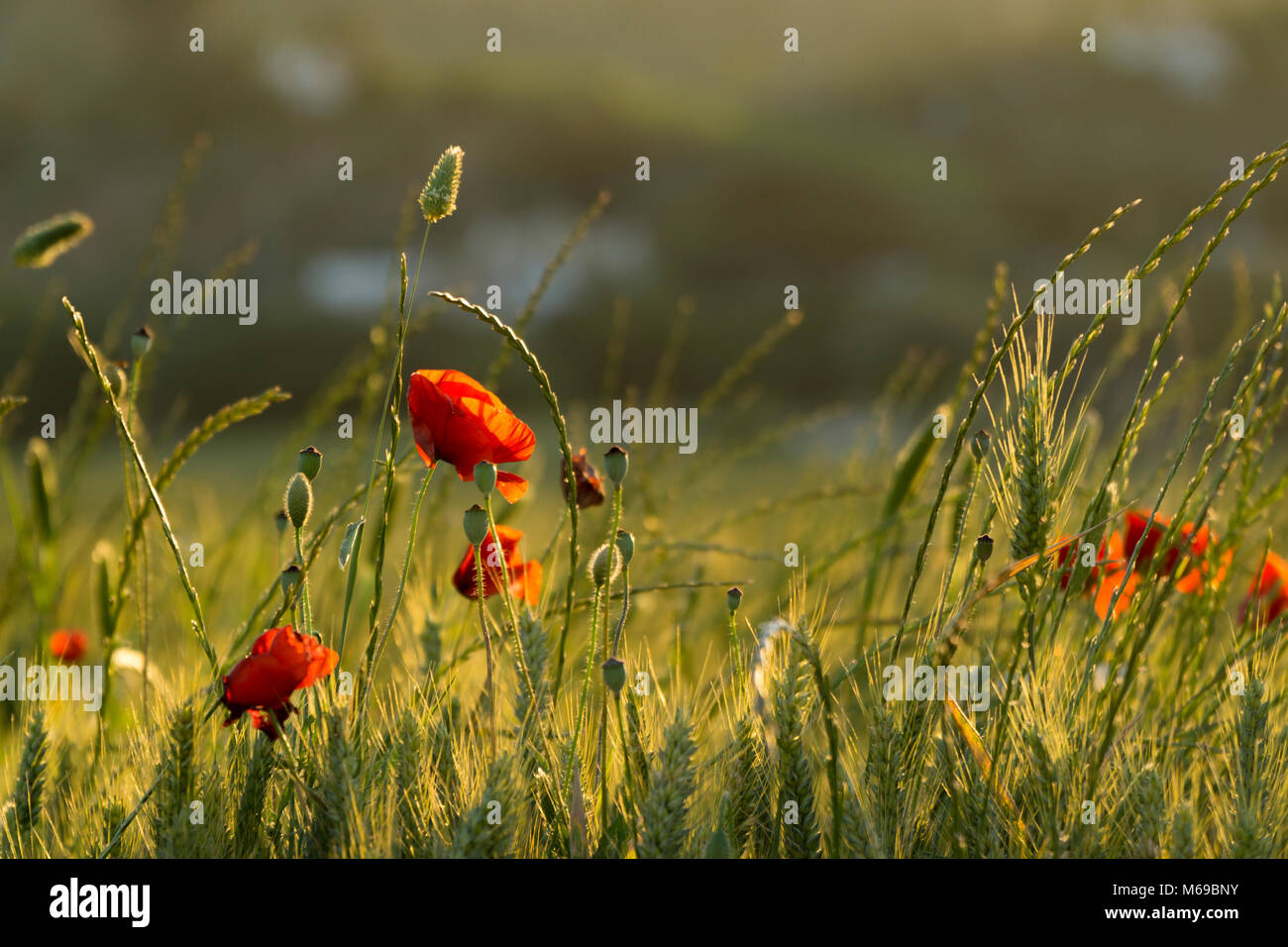 Spanish poppy hi-res stock photography and images - Alamy