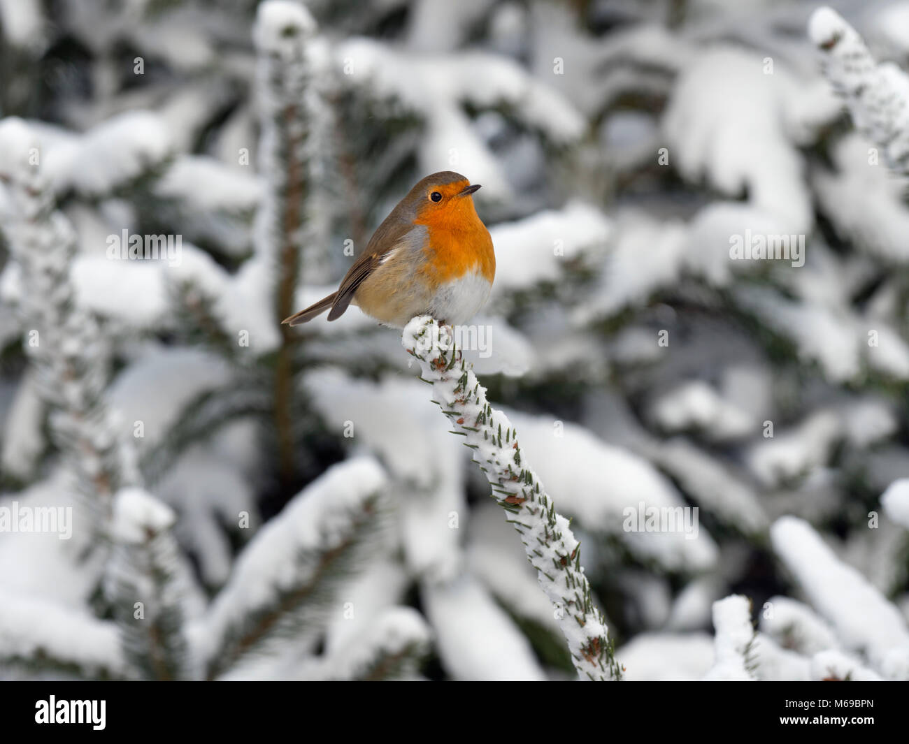 Round robin snow hi-res stock photography and images - Alamy