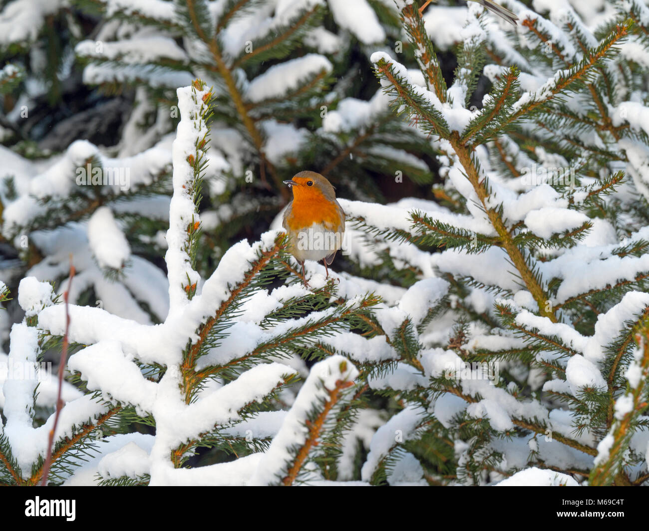 Round robin snow hi-res stock photography and images - Alamy