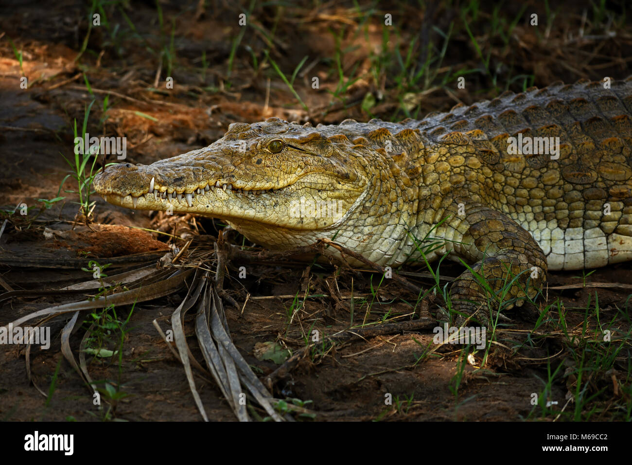 Nile Crocodile Crocodylus Niloticus Nile Crocodile - Crocodylus ...