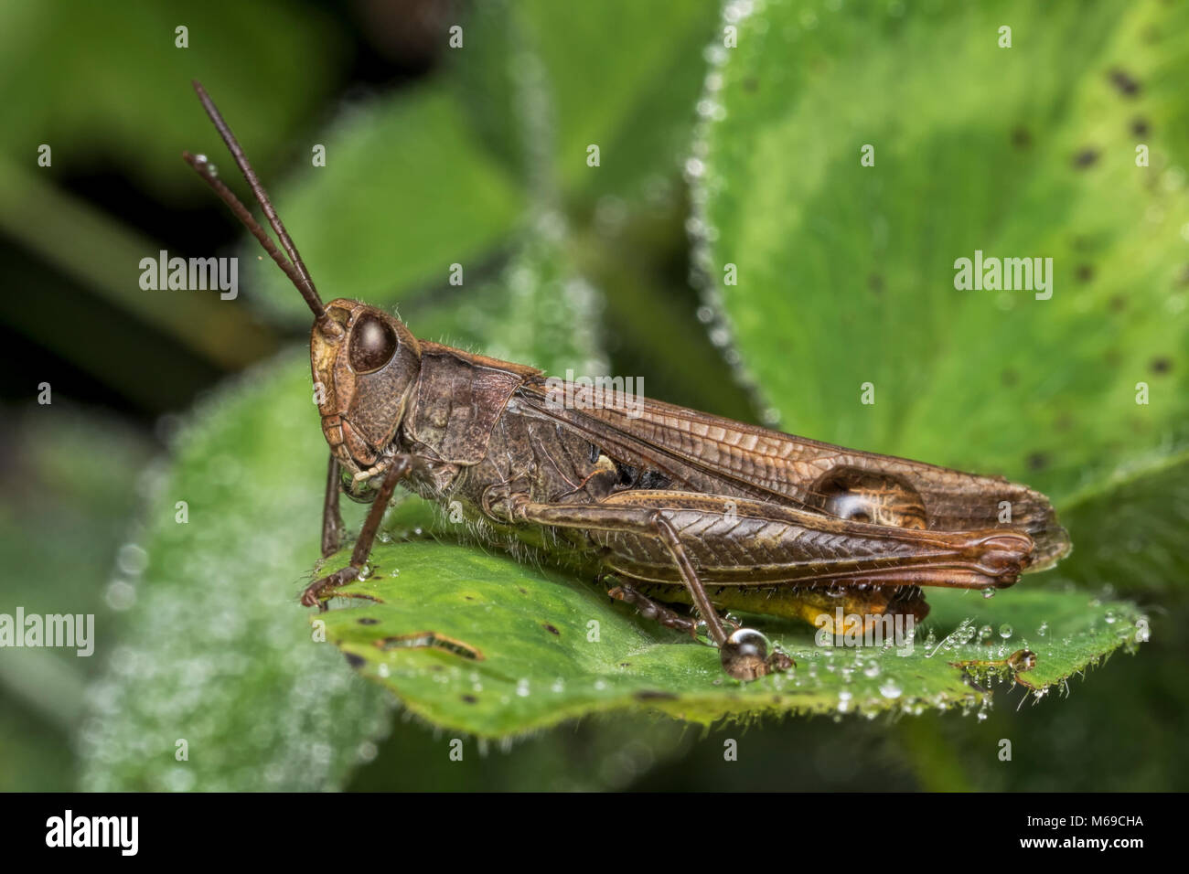 Common Field Grasshopper (Chorthippus brunneus) resting on leaf ...
