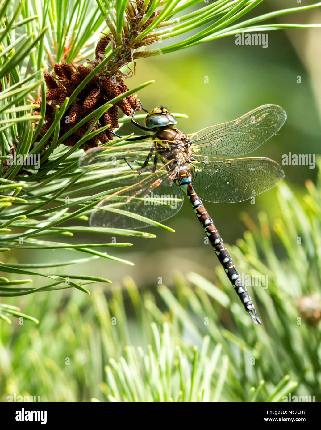 Common hawker dragonfly aeshna juncea hi-res stock photography and ...