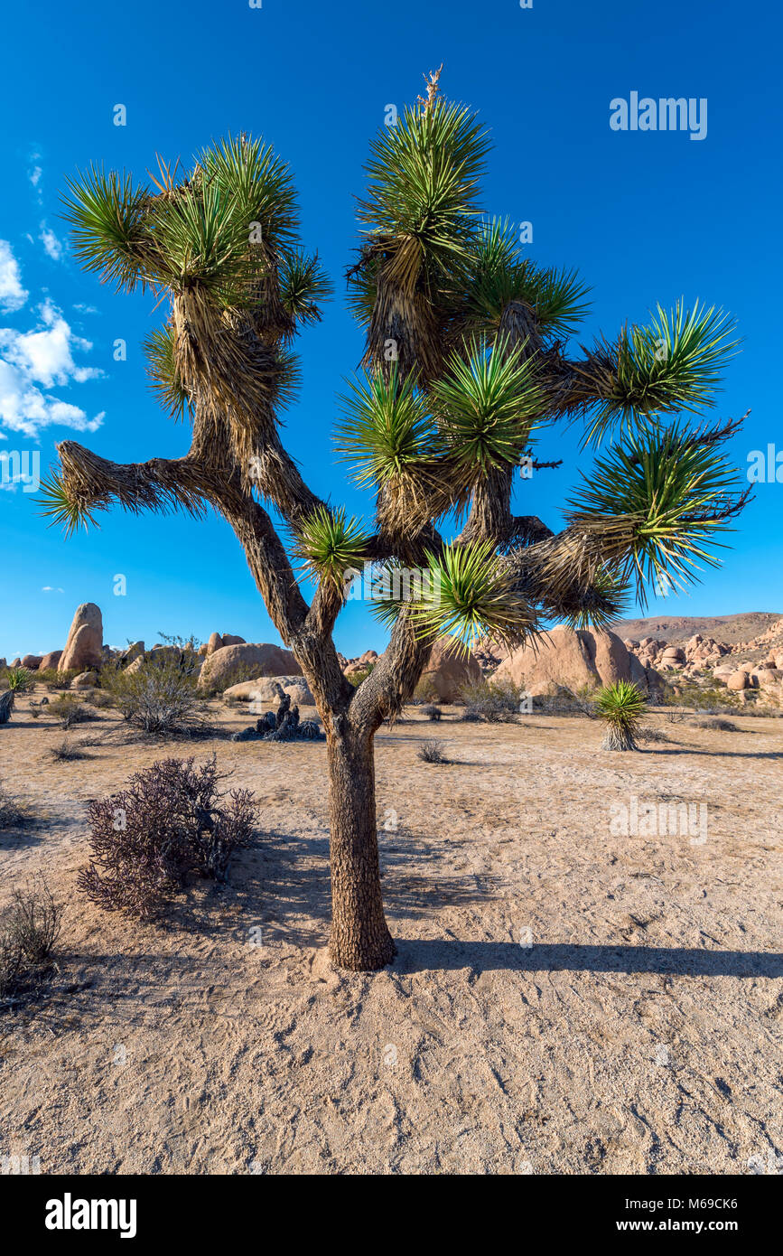 Joshua Tree National Park, Mojave Desert, California, USA Stock Photo ...