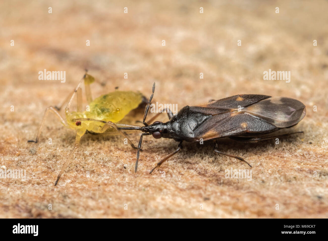 Anthocoris confusus hi-res stock photography and images - Alamy