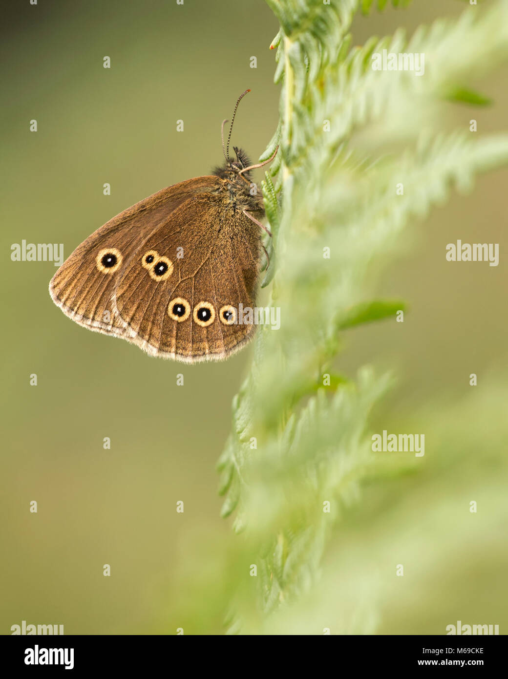 Ringlet Butterfly (Aphantopus hyperantus) with closed wings perched on ...