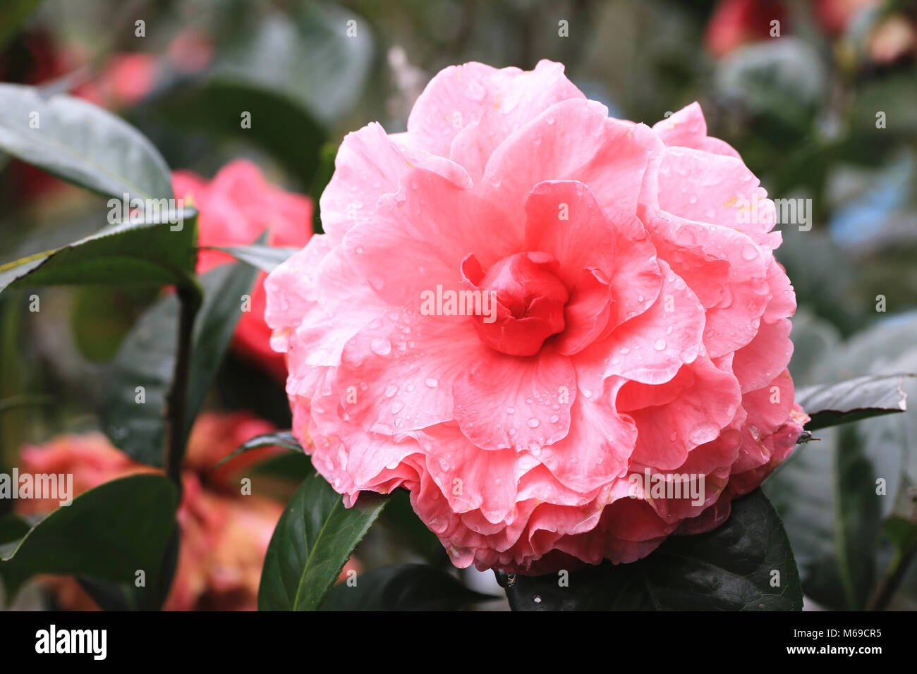Red Camellia flower with raindrop,beautiful red flower in full bloom in ...