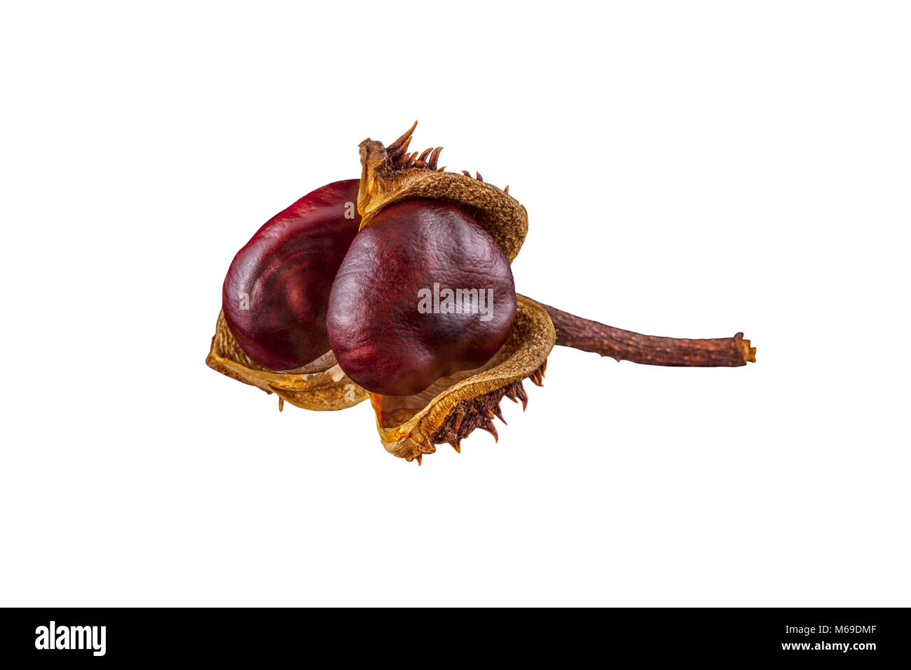 Chestnut on the tree red leaves of tree hi-res stock photography and ...