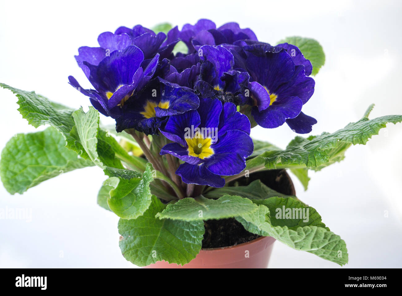 blue primrose flower in a pot, isolated on white background Stock Photo ...