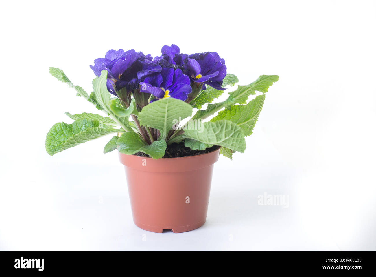 blue primrose flower in a pot, isolated on white background Stock Photo ...