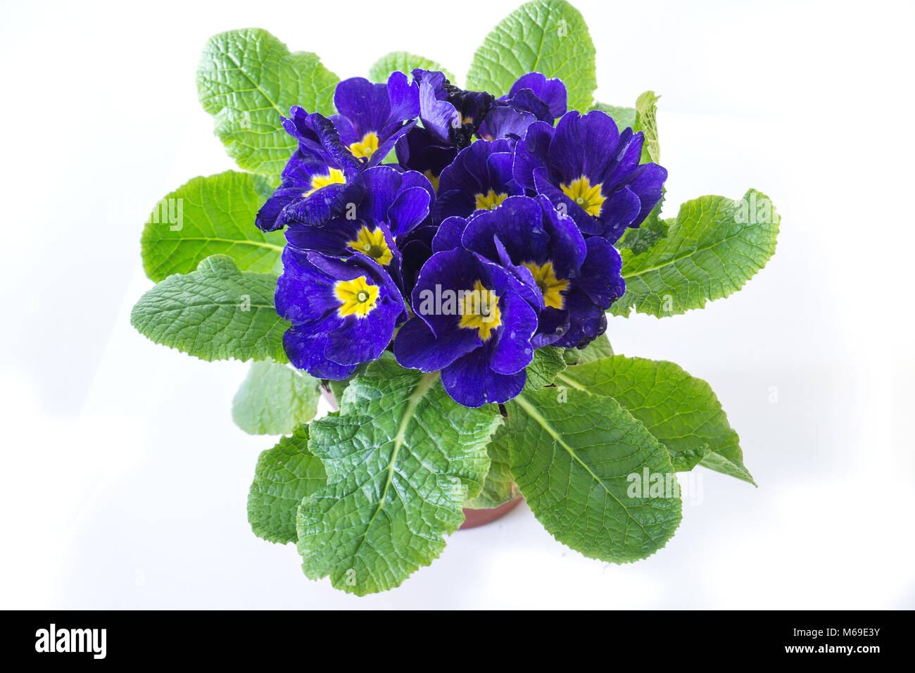 blue primrose flower in a pot, isolated on white background Stock Photo ...