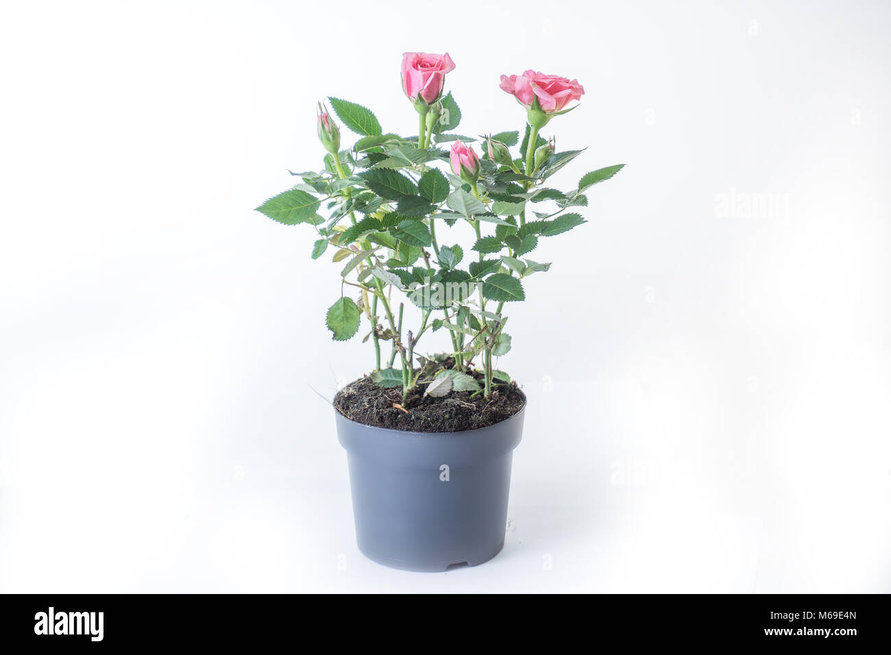 pink rose in a pot, isolated on a white background Stock Photo - Alamy