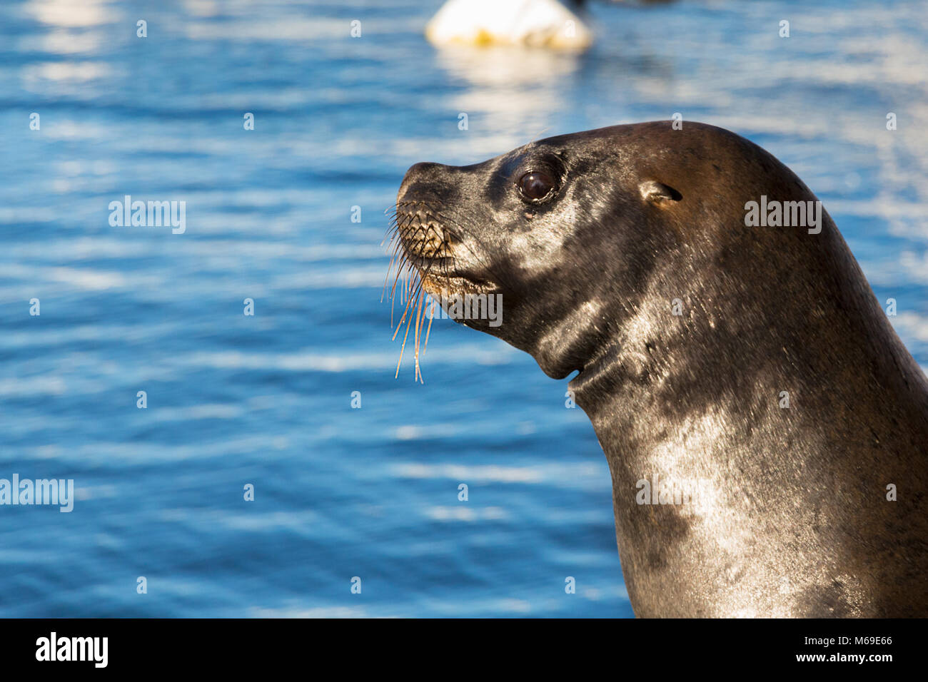 Seawolf hi-res stock photography and images - Alamy