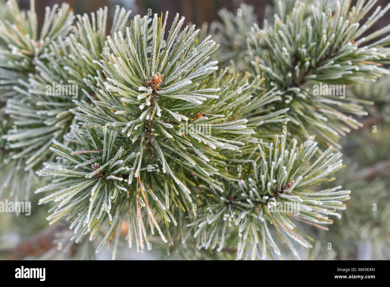 Pines covered with ice on a winter morning Stock Photo - Alamy