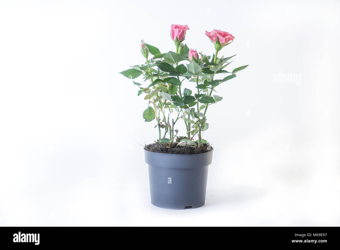 pink rose in a pot, isolated on a white background Stock Photo - Alamy