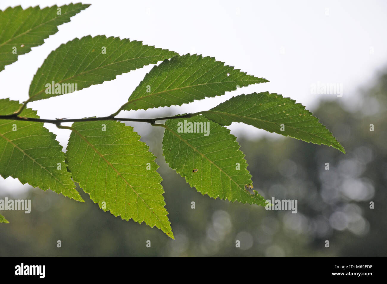 leaves of an elm tree Stock Photo - Alamy