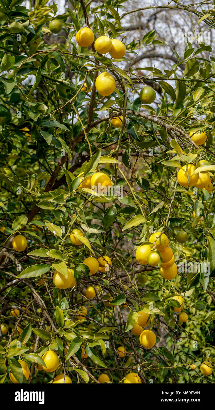Limequat Tree closeup 5 Stock Photo - Alamy