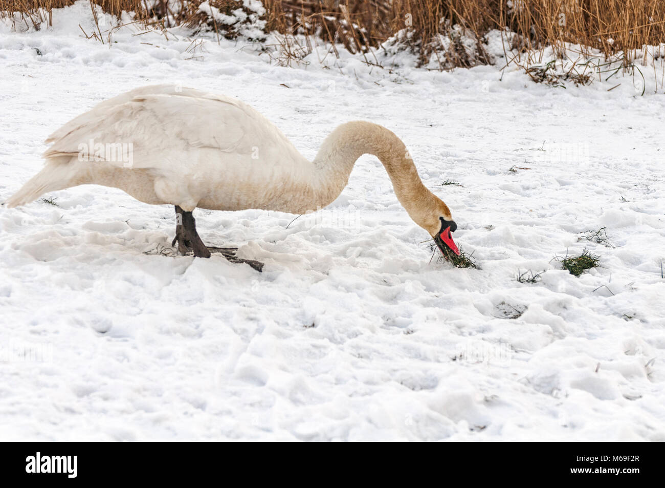 Black swan eating hi-res stock photography and images - Alamy