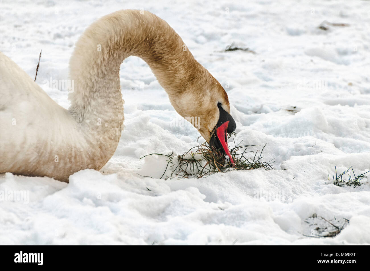 Black swan eating hi-res stock photography and images - Alamy