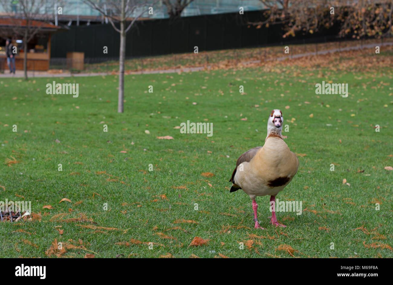 Duck. St. Jame's park. London Stock Photo - Alamy