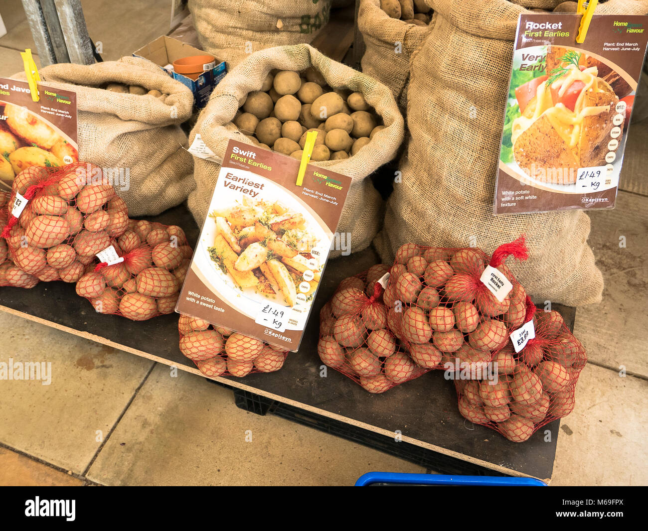 A display of early seed potatoes in an English garden centre in ...