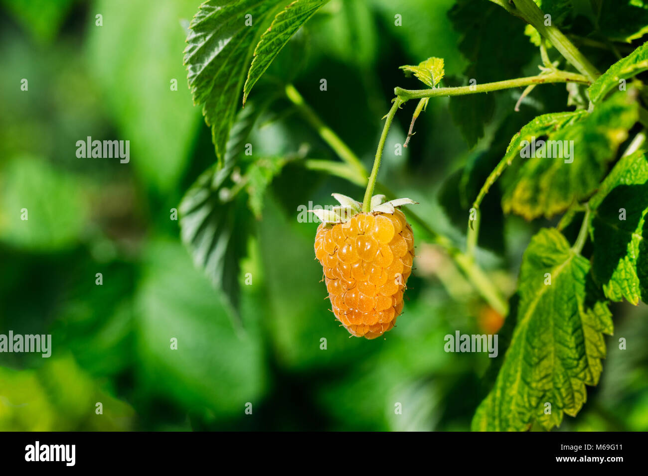 Ripe raspberries on a branch of a raspberry bush in nature on a green ...