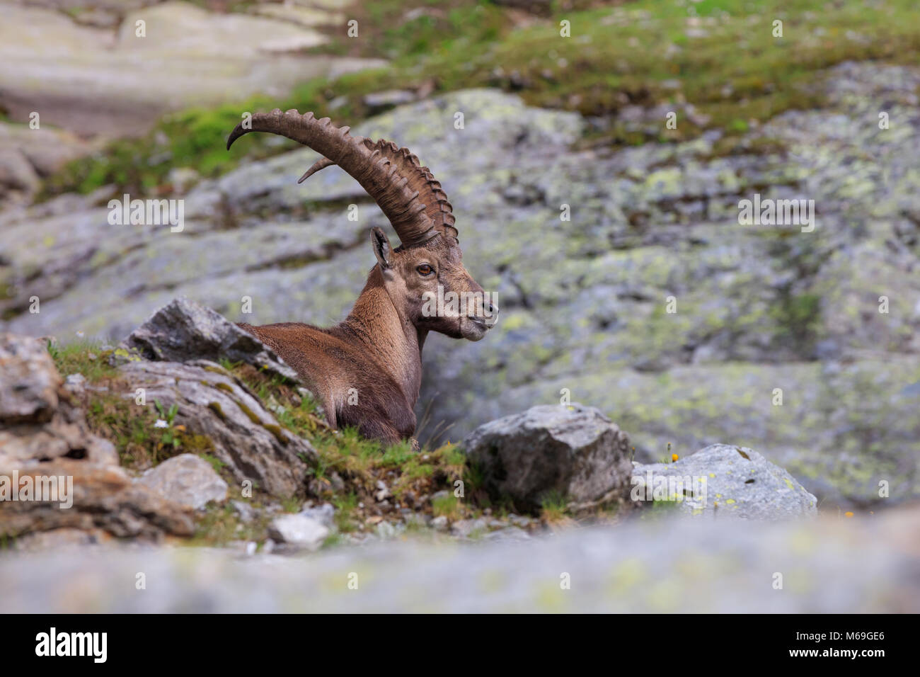 French alpine goat hi-res stock photography and images - Alamy