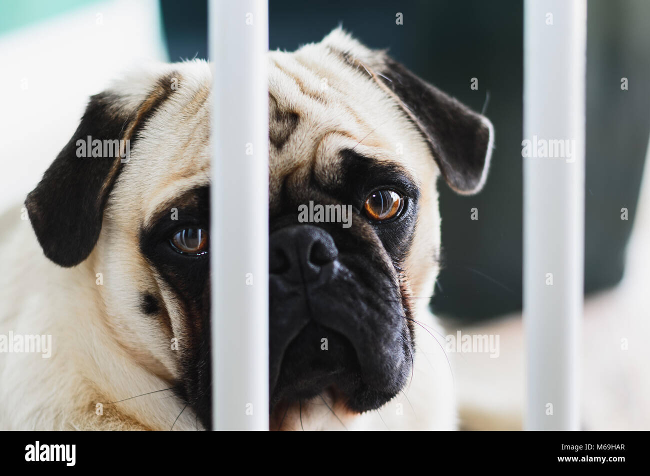 Guilty dog, Pug dog behind the bars of a protective bar for dogs. Dog ...