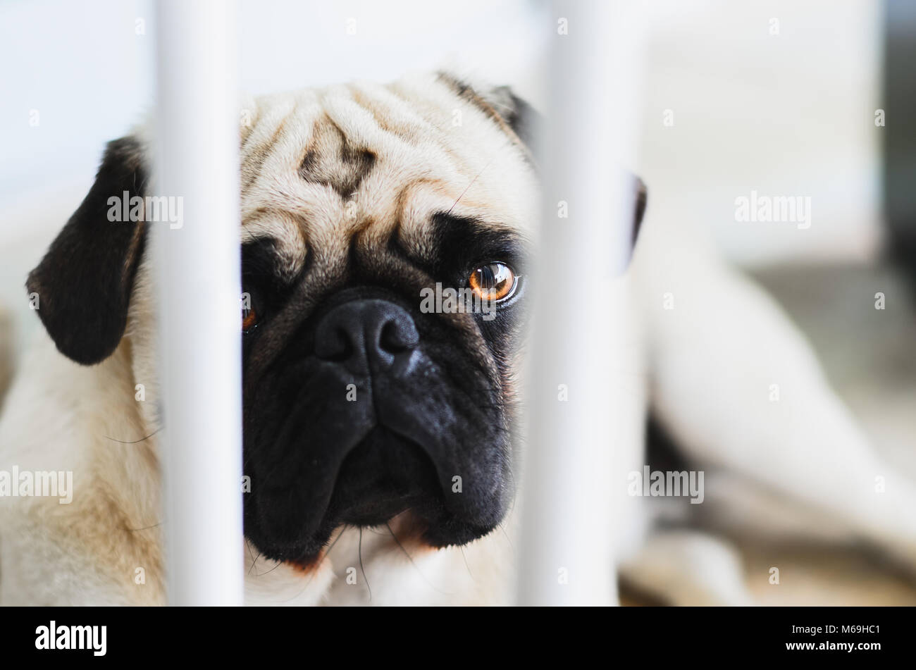 Guilty face dog hi-res stock photography and images - Alamy